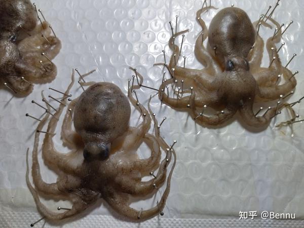 【标本】头足纲·短蛸Octopus ocellatus - 知乎