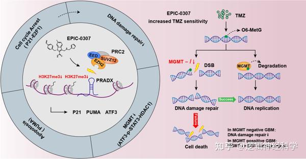 Neuro-Oncol︱天津医科大学康春生团队发现化合物EPIC-0307破坏PRADX-EZH2增敏替莫唑胺治疗胶质母细胞瘤 - 知乎