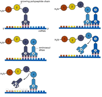 合成多肽_多肽合成_技术服务_国肽生物 - 知乎