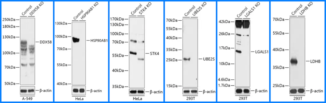 Biorbyt的抗体验证|Antibody Validation - 知乎