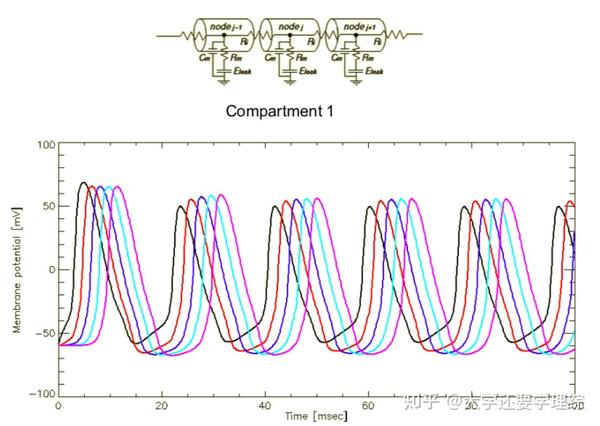 神经信号在突触上的传导：Cable Theory - 知乎
