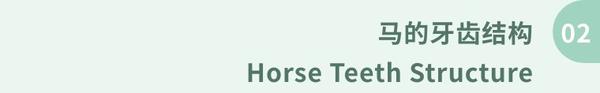 【临床】马的牙齿解剖和功能 - 知乎