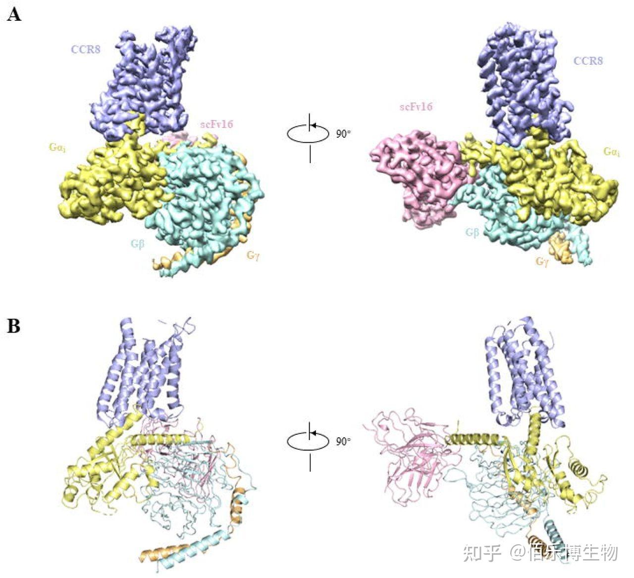 Nature子刊|新发现颅内恶性肿瘤更有效免疫治疗的靶点（GR）-CCR8 - 知乎