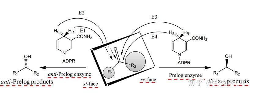 生物催化中的Prelog和anti-prelog规则 - 知乎