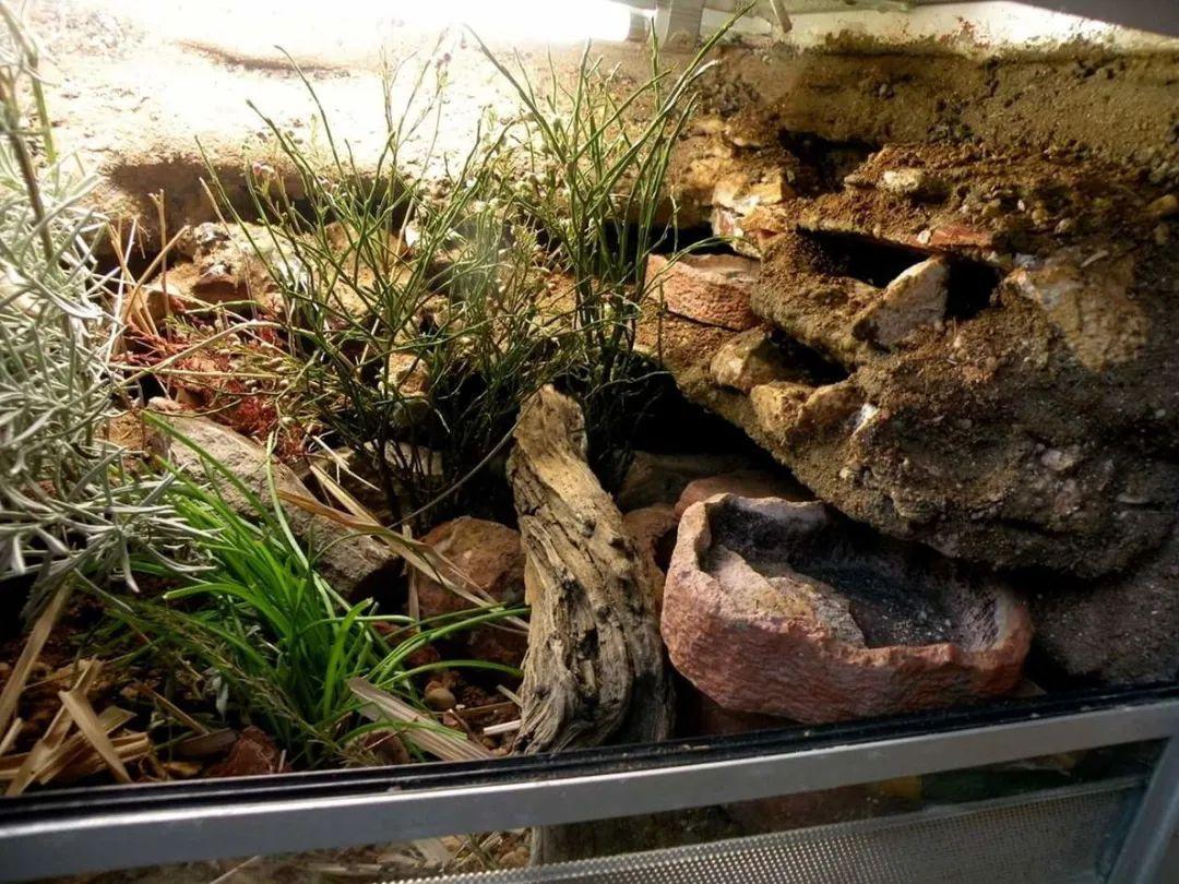 【43岁仍健在】世界最长寿的豹纹守宫是怎么养出来的？ - 知乎