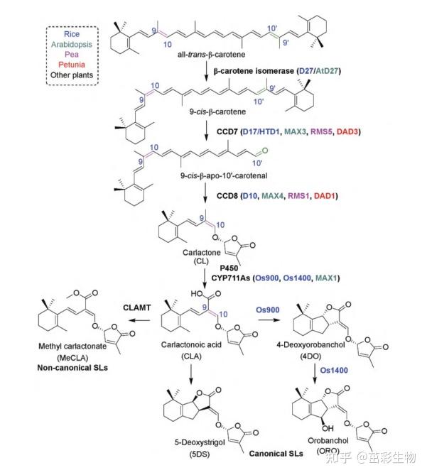 独脚金内酯的结构和分类、合成及信号转导_化工仪器网
