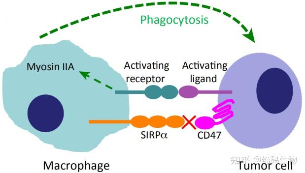 肿瘤免疫靶点 | CD47 - 知乎