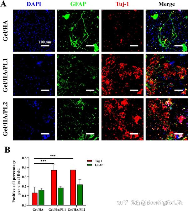 《Chem. Eng. J.》：3D打印导电脊髓仿生支架--促进神经干细胞神经元分化和脊髓修复 - 知乎