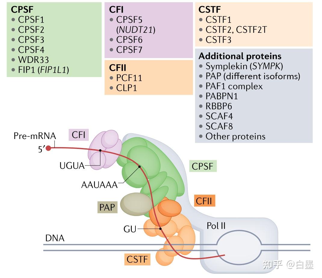 RNA 末端在做什么？（图文详解） - 知乎