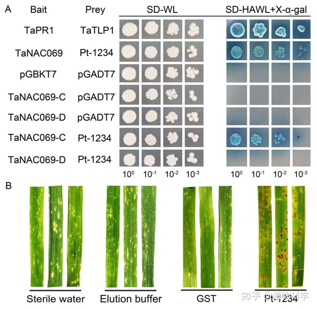 河北农大揭示NAC类转录因子与叶锈菌效应蛋白互作机制 - 知乎