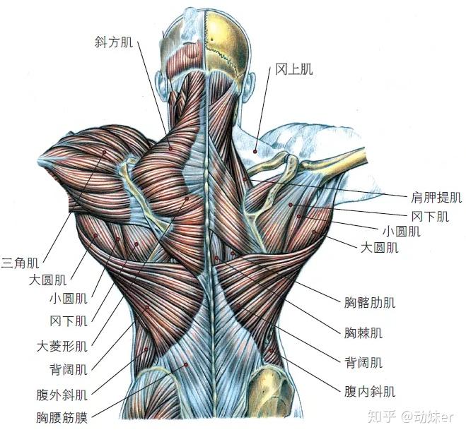 背部肌肉那么多，你应该练哪部分？ 知乎