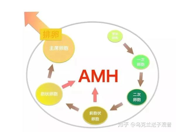 AMH高就能怀孕？揭秘AMH与卵巢功能的真相！ - 知乎