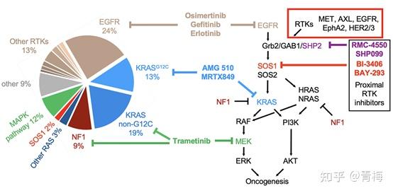 SOS抑制剂协同KRAS抑制剂用于肺腺癌治疗 - 知乎