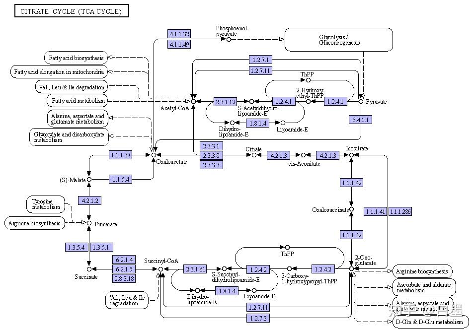一文快速读懂 KEGG 数据库与通路图 - 知乎
