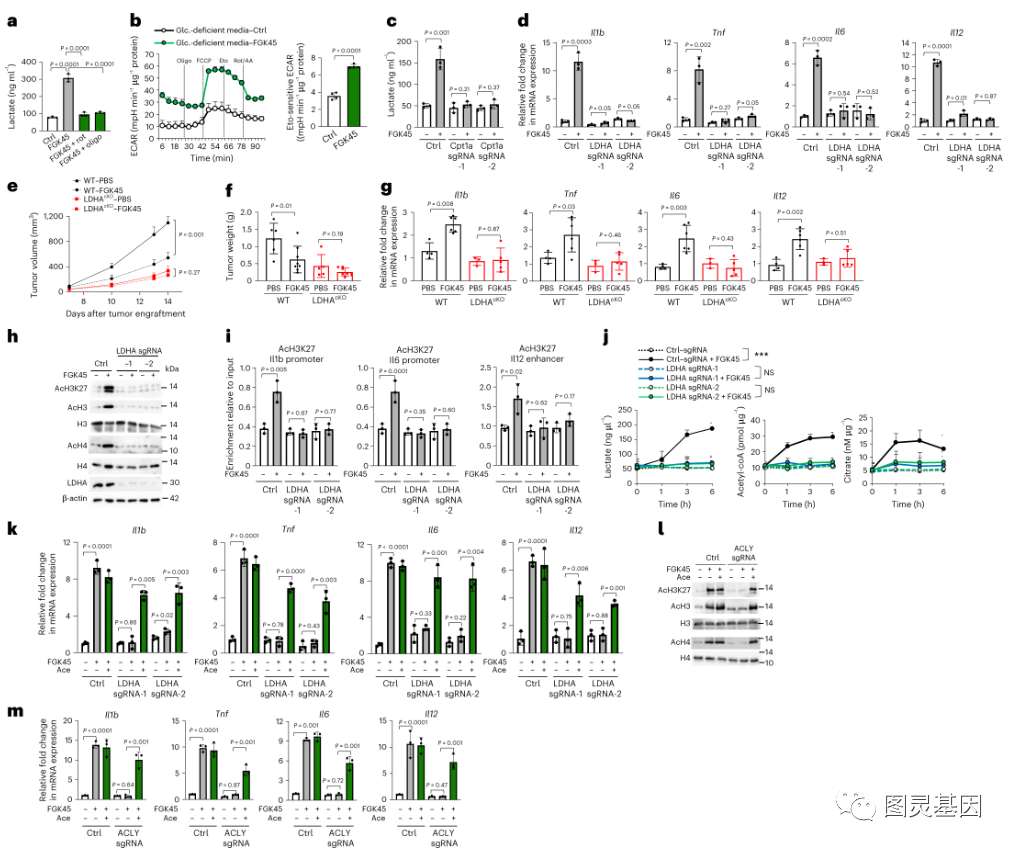 Nat Immu | CD40信号通过代谢重编程刺激巨噬细胞的抗肿瘤效应 - 知乎