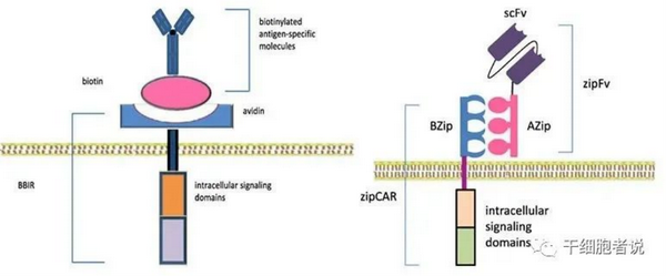 万物可CAR系列 | CAR-T技术5代发展史 - 知乎