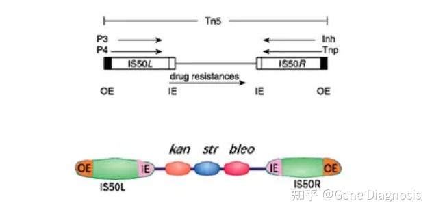 “Tn5”转座原理和应用 - 知乎