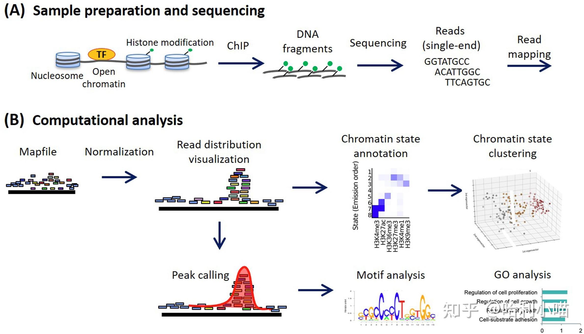详细解读CHIP-seq,ATAC-seq - 知乎