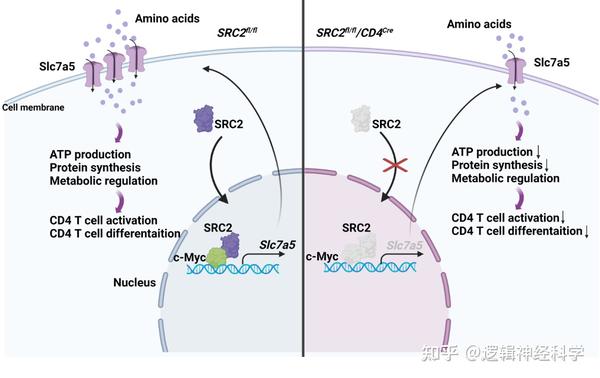 PNAS︱美国希望之城国际癌症研究中心孙左明/张文灿/曹旭团队发现类固醇受体共激活因子2调控T细胞免疫响应新机制 - 知乎