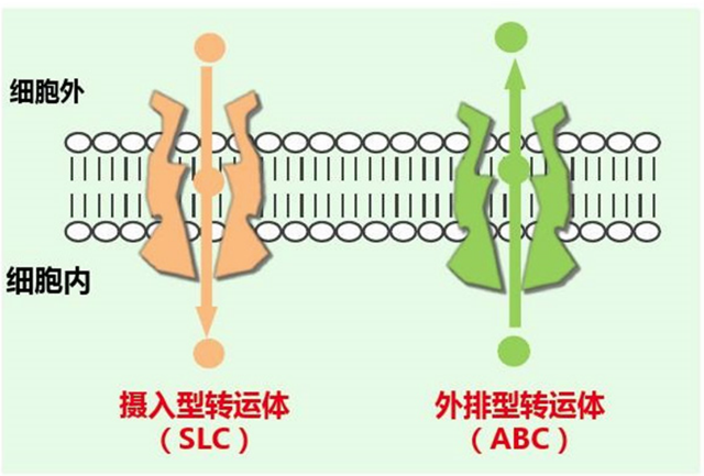国内首家！IPHASE SLC超家族OCT2转运体细胞研发成功 - 知乎