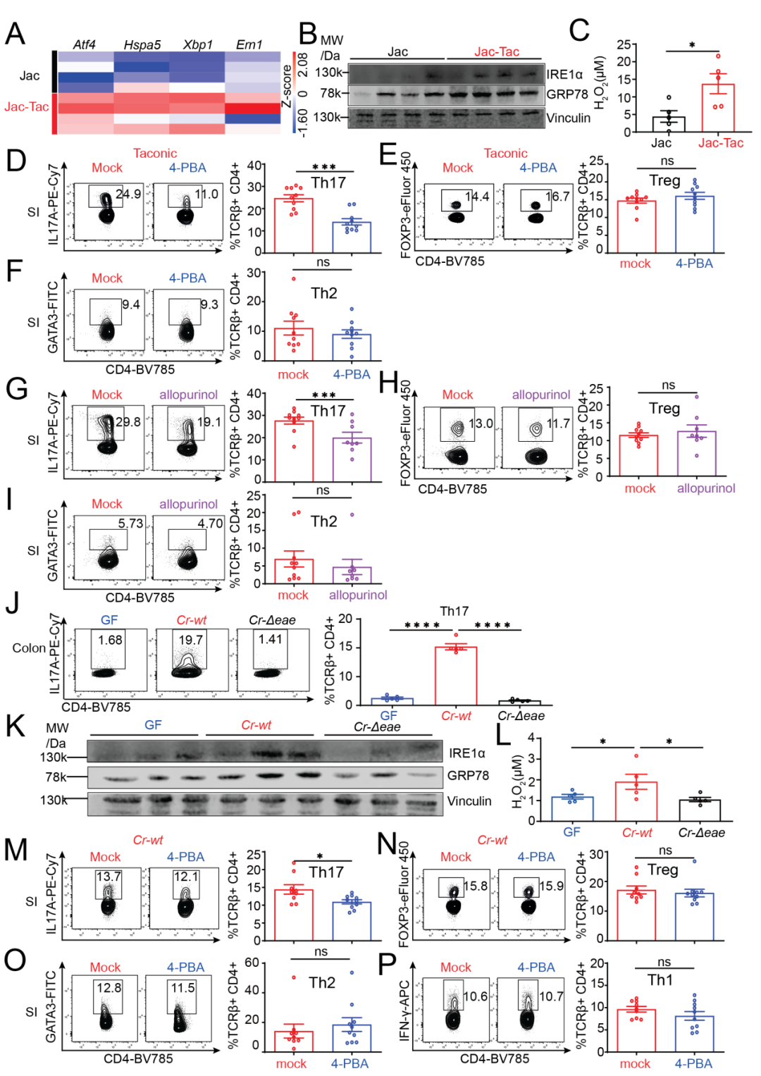 Immunity︱哈佛医学院段金志等揭示肠上皮细胞通过上调内质网应激促进Th17细胞的分化的机理 - 知乎