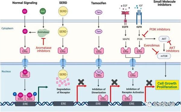口服SERD重大突破！Camizestrant在晚期ER阳性乳腺癌II期试验中，显着改善了无进展生存期 - 知乎