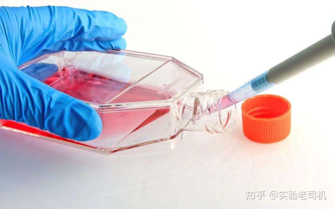手把手教学——H22细胞的培养流程及注意事项 - 知乎