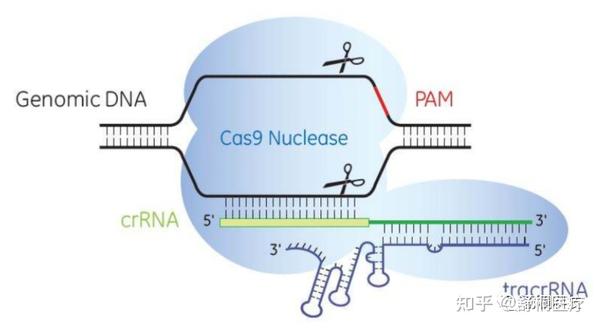 知识分享 | CRISPR/Cas9之sgRNA的设计 - 知乎