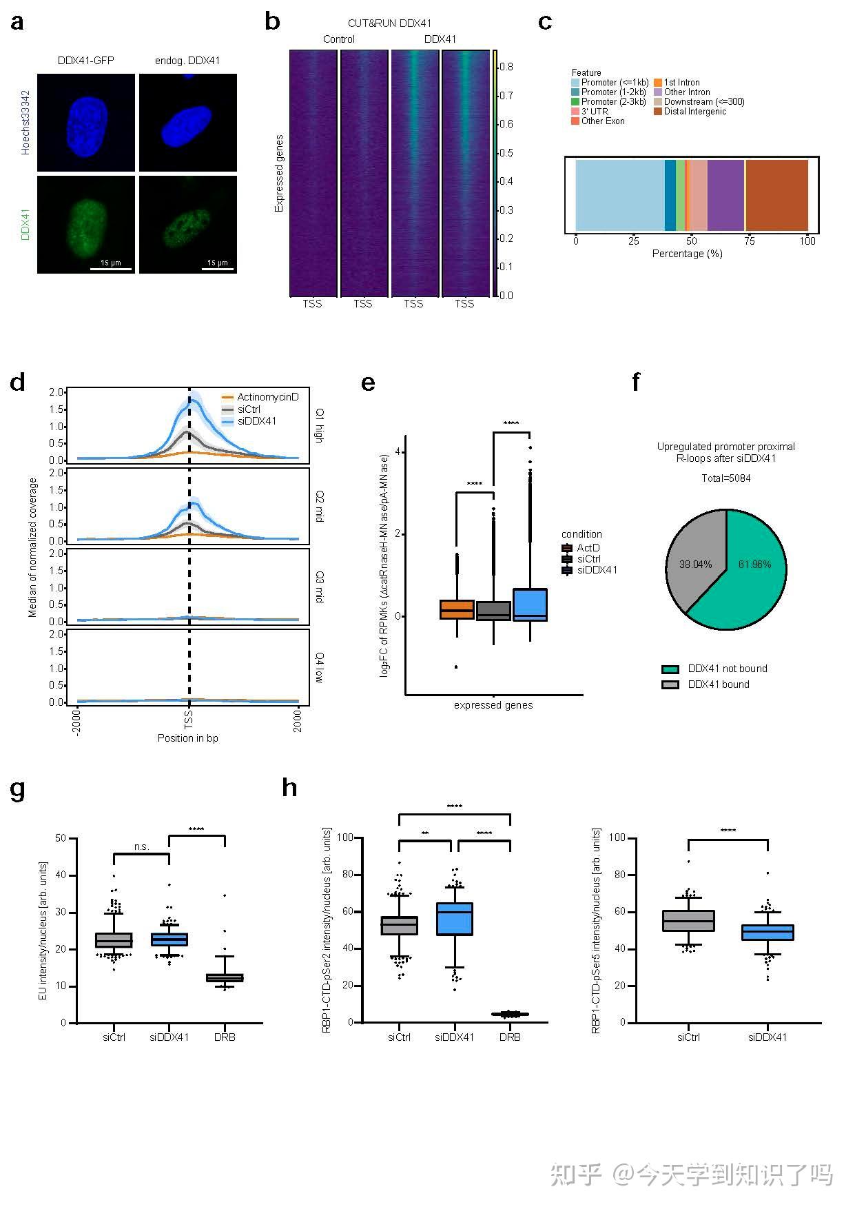 R-loop邻近蛋白质组学鉴定出DDX41在转录相关基因组不稳定性中的作用 - 知乎