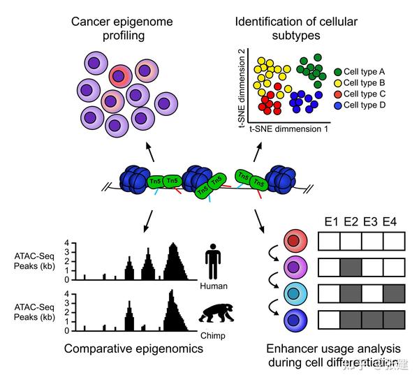 ATAC-seq pipeline (2022_12_10 Version1.0) - 知乎