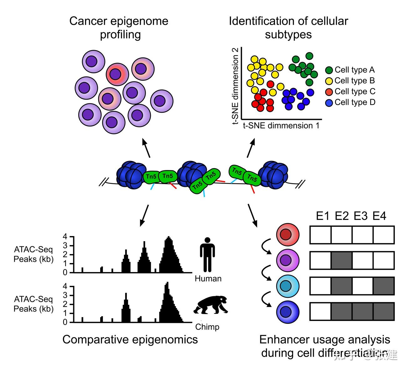 ATAC-seq pipeline (2022_12_10 Version1.0) - 知乎