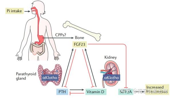 Klotho 蛋白 αKlotho 和 βKlotho - 知乎