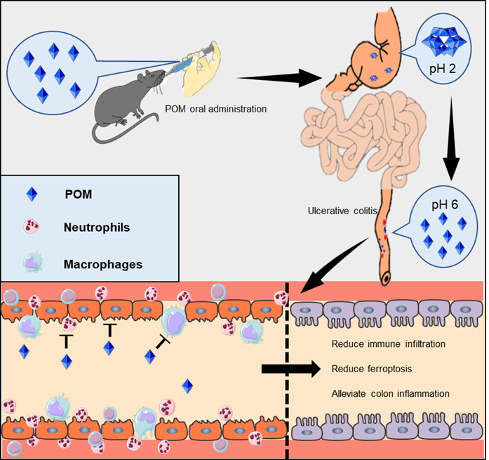 Pharmacol Res︱李丹团队发现钼基多金属纳米团簇（POM）通过清除ROS治疗溃疡性结肠炎 - 知乎