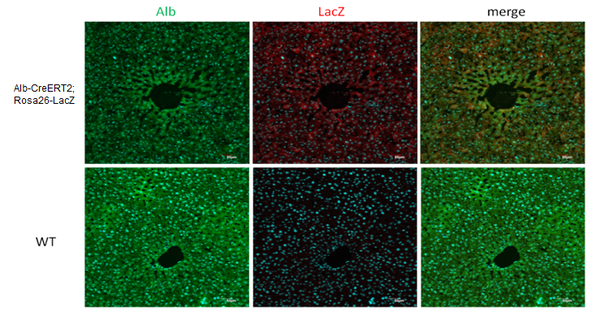 Cre-lox系统介绍及使用汇总 - 知乎
