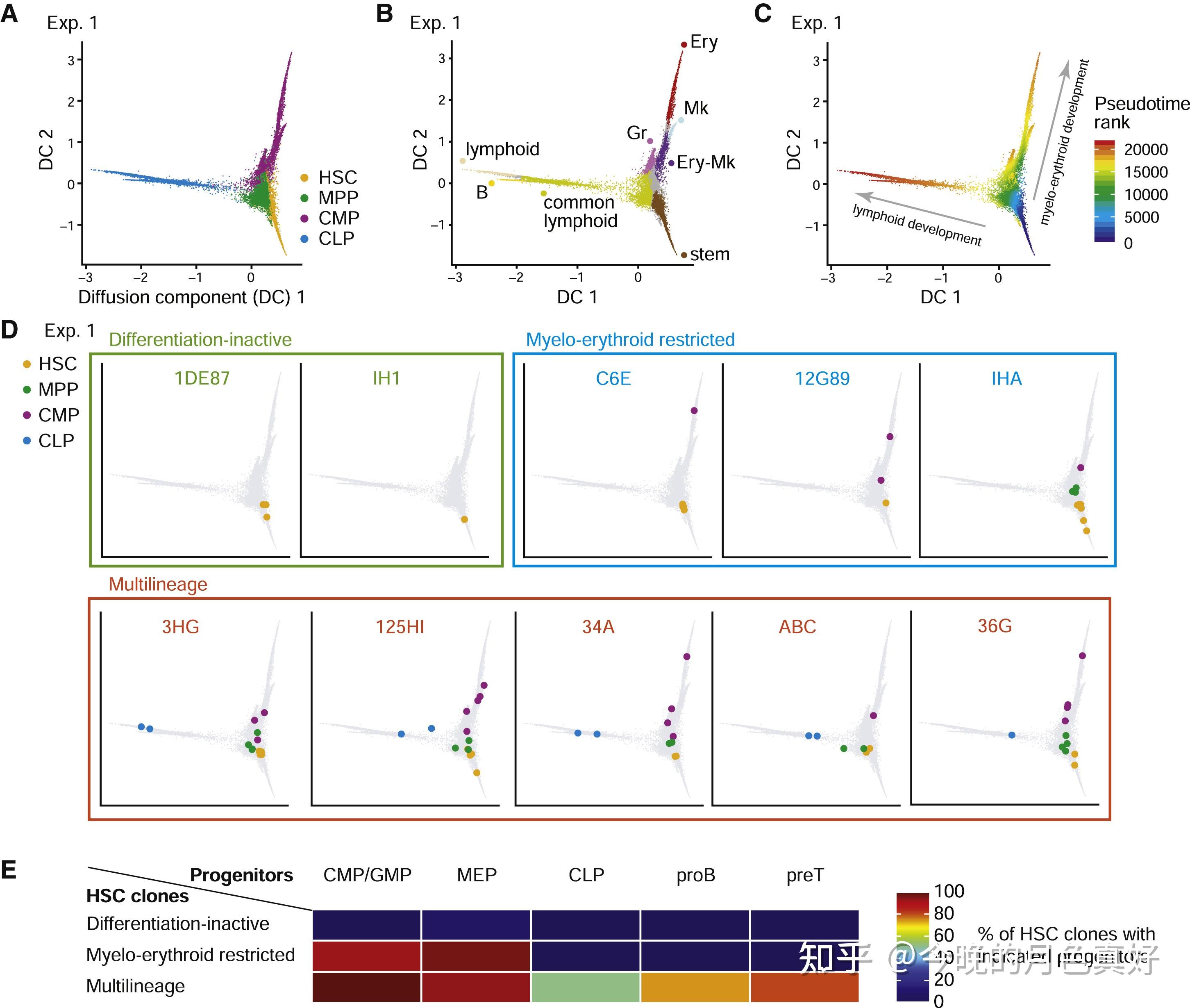 Resolving Fates and Single-Cell Transcriptomes of HSC Clones by ...