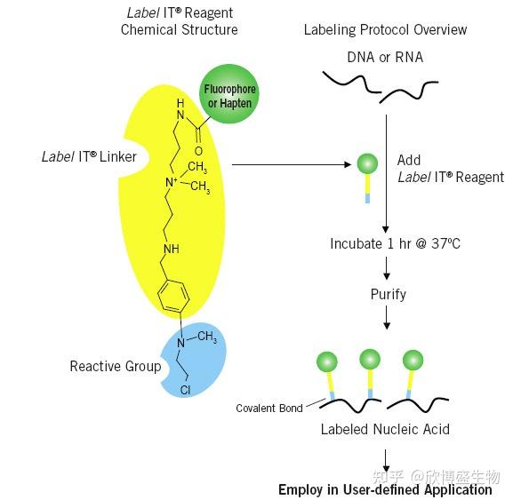 Label IT® 核酸标记技术 - 知乎