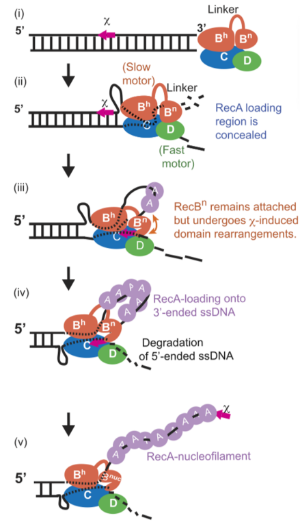 RecBCD 酶识别χ而装载RecA机制新见解 - 知乎