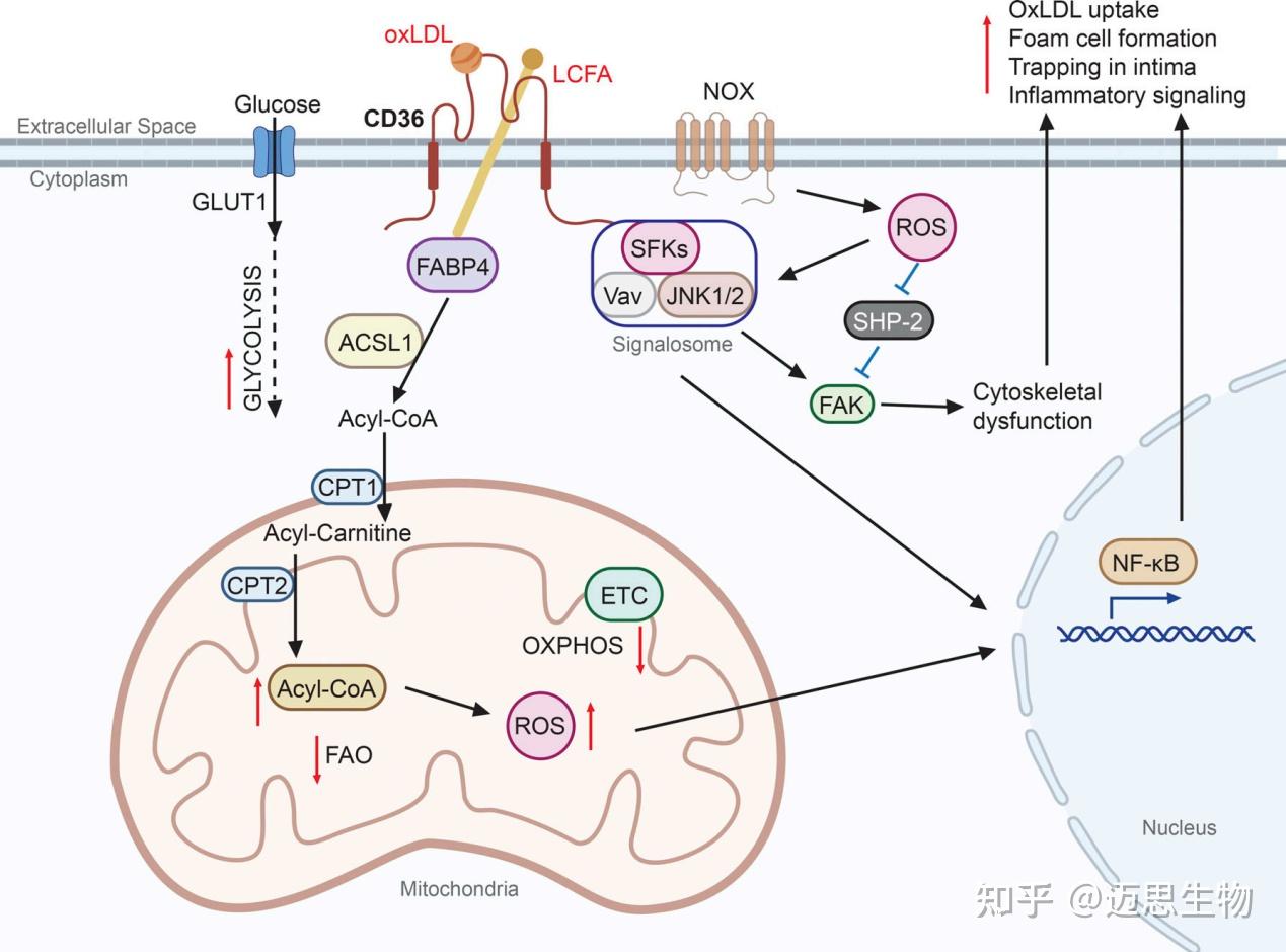 清道夫受体CD36 - 知乎