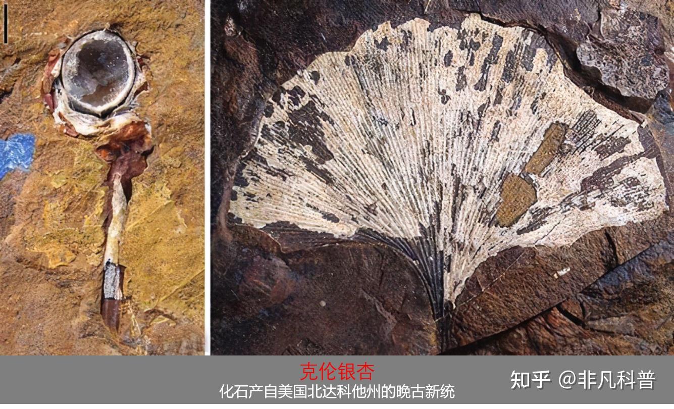 地质年代表的四个时期标记了约46亿年的地球历史 - 知乎