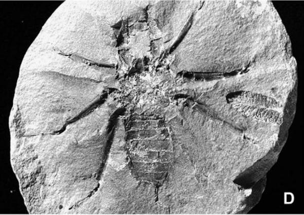 第四章 生物登陆 - 知乎
