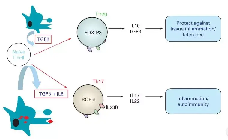 自身免疫疾病模型专场——EAE & 银屑病 - 知乎