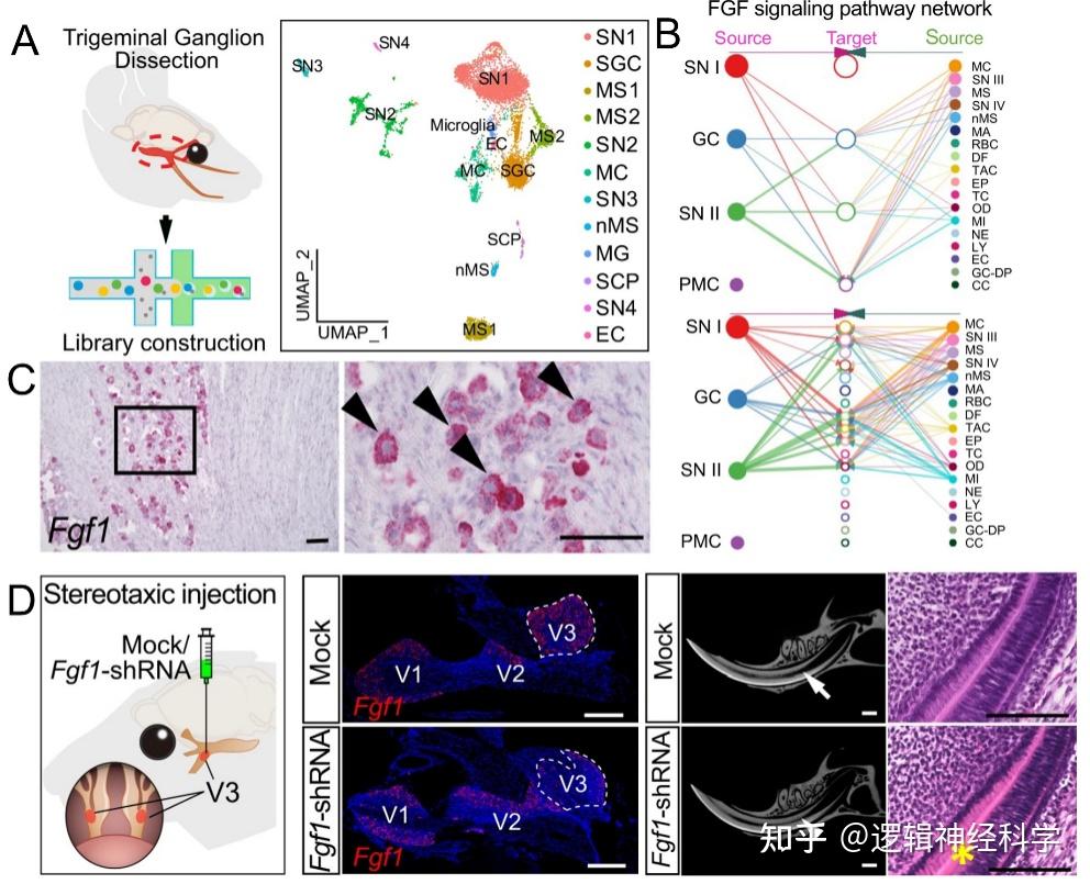 Nat Commun︱南加州大学柴洋课题组揭示感受神经通过FGF/mTOR/autophagy信号轴调控间充质干细胞稳态 - 知乎