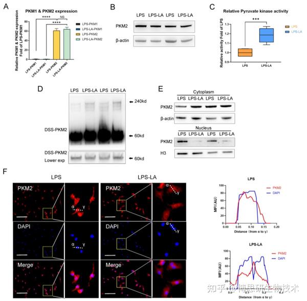Int J Biol Sci丨中科院1区丨PKM2 的乳酸化抑制促炎性巨噬细胞的炎症代谢适应 - 知乎
