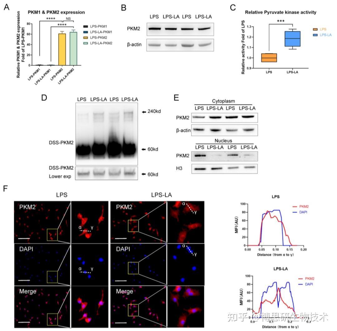 Int J Biol Sci丨中科院1区丨PKM2 的乳酸化抑制促炎性巨噬细胞的炎症代谢适应 - 知乎