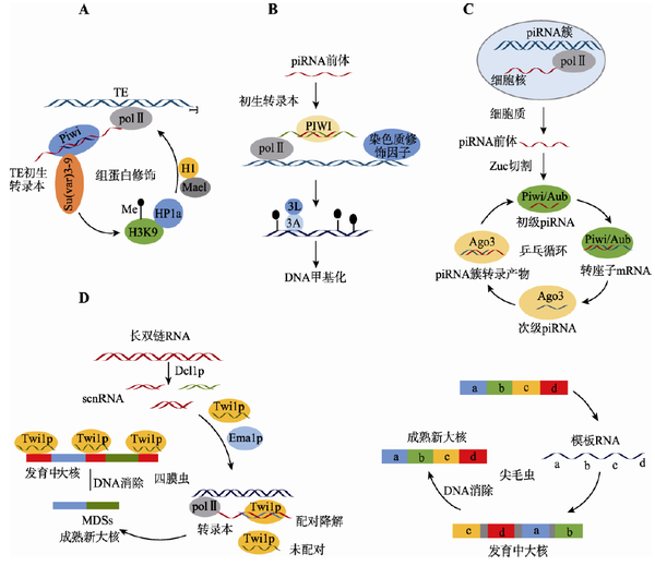 潘多拉测序与非编码小RNA标志物开发研究方案：液体活检新星—tsRNA、rsRNA、piRNA - 知乎