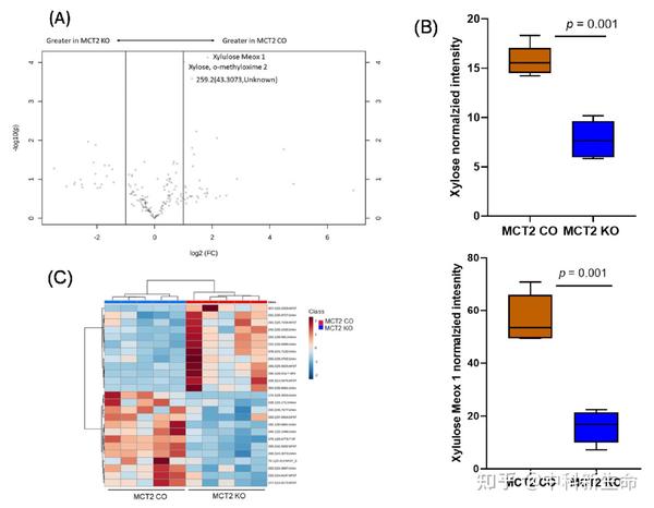 Int J Mol Sci｜多组学揭示MCT2限制肺癌小鼠模型中的肿瘤生长 - 知乎