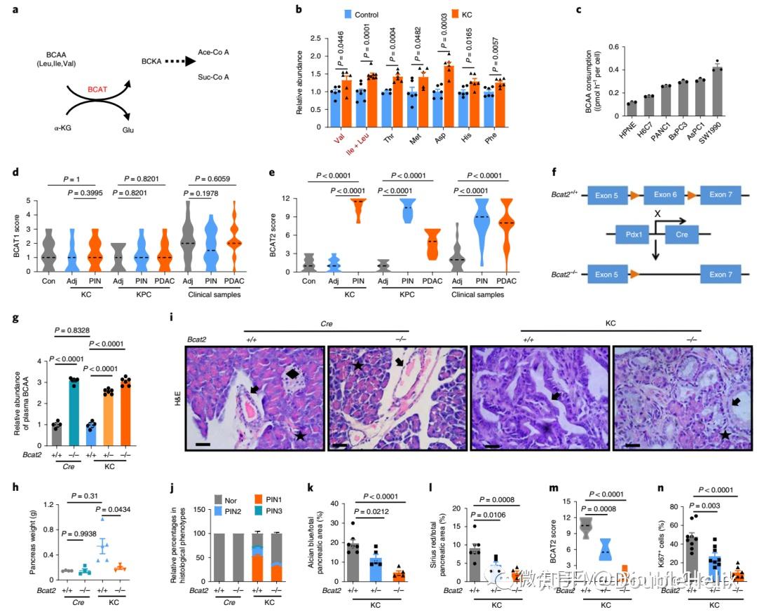 Nature子刊|BCAT2介导的BCAA分解代谢是胰腺导管腺癌发生发展的关键 - 知乎