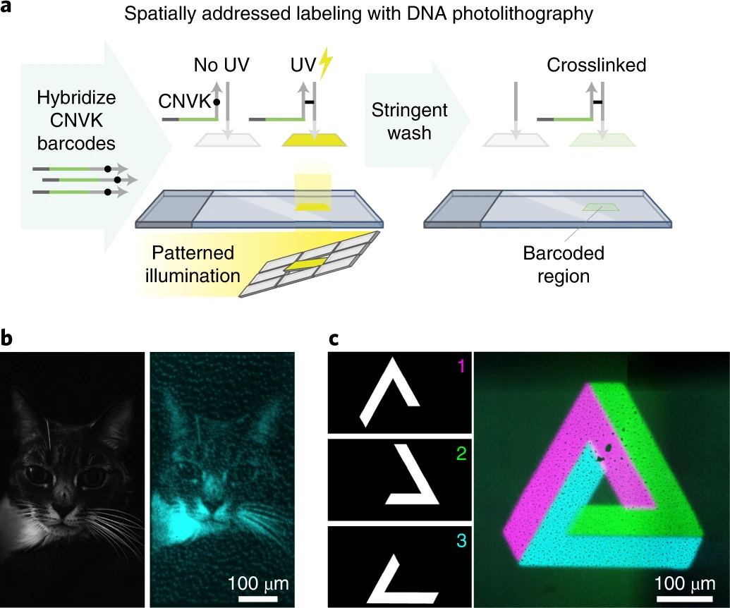 Nat Methods | 原位“光学测序”探索基因表达状态空间高精地图 - 知乎
