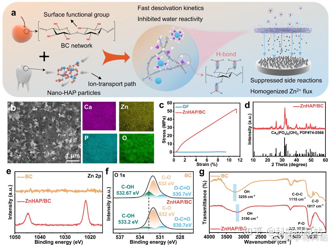 广西大学何会兵团队Small：自然启发的具有限制水分子和动力学增强效应的隔膜用于可持续与高利用率金属锌电池 - 知乎