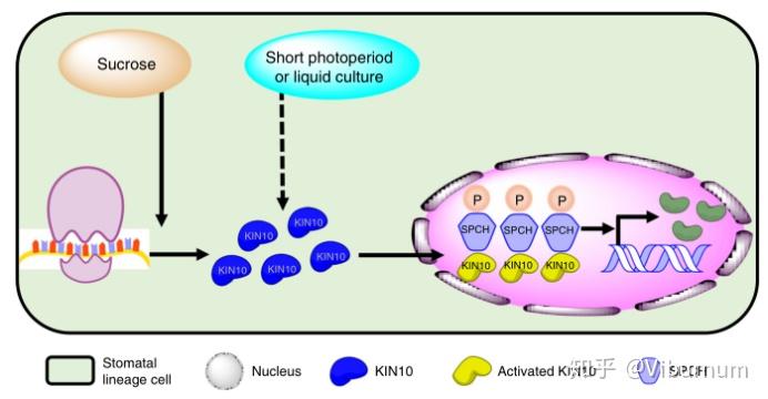文献翻译：KIN10通过稳定转录因子SPEECHLESS促进气孔发育 - 知乎
